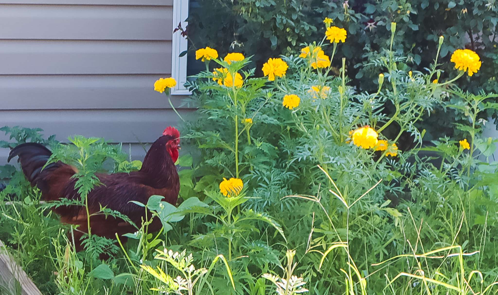 Can Chickens Eat Marigolds? - On Yankee Farm